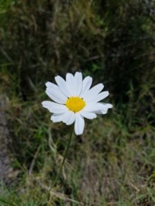 A Hiker's Guide to Croatia Wildflowers > Beautiful, Fierce, and Free