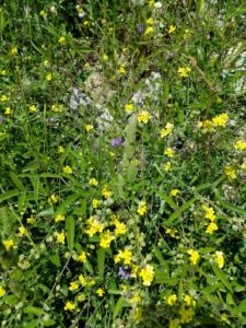 A Hiker's Guide to Croatia Wildflowers > Beautiful, Fierce, and Free