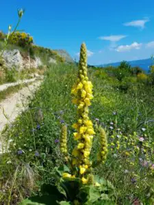 A Hiker's Guide to Croatia Wildflowers > Beautiful, Fierce, and Free