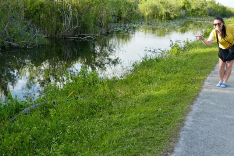 Best Places to See Alligators On Your Florida Vacation