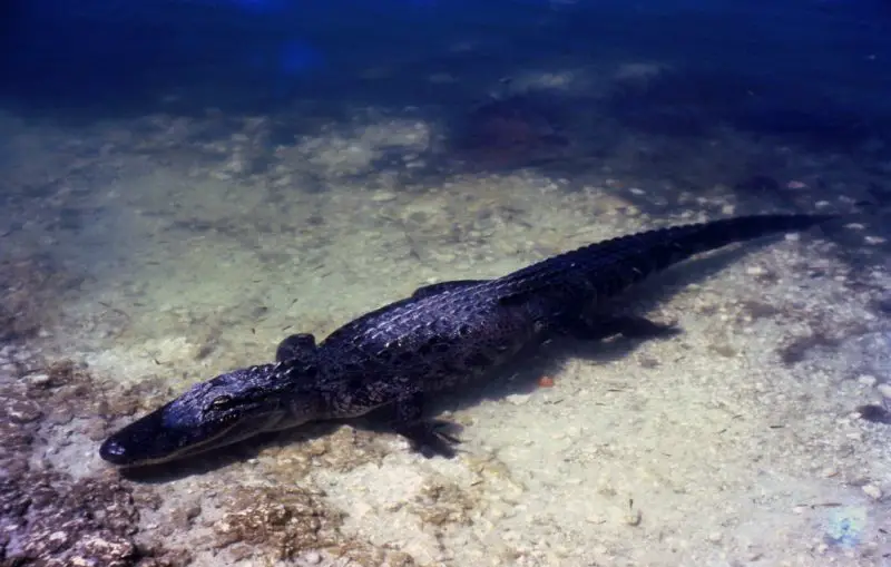 Miami to Key West, Must-See Mile-by-Mile Stops