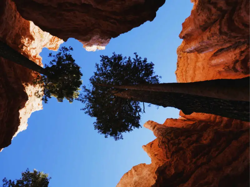 Best Bryce Canyon Hiking Trails > Hidden Tropic Trail is a Must Do!