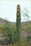 T-Rex Dinosaur Cactus > Step-by-Step Guide To Finding Exact Location