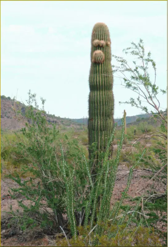 T-Rex Dinosaur Cactus > Step-by-Step Guide To Finding Exact Location