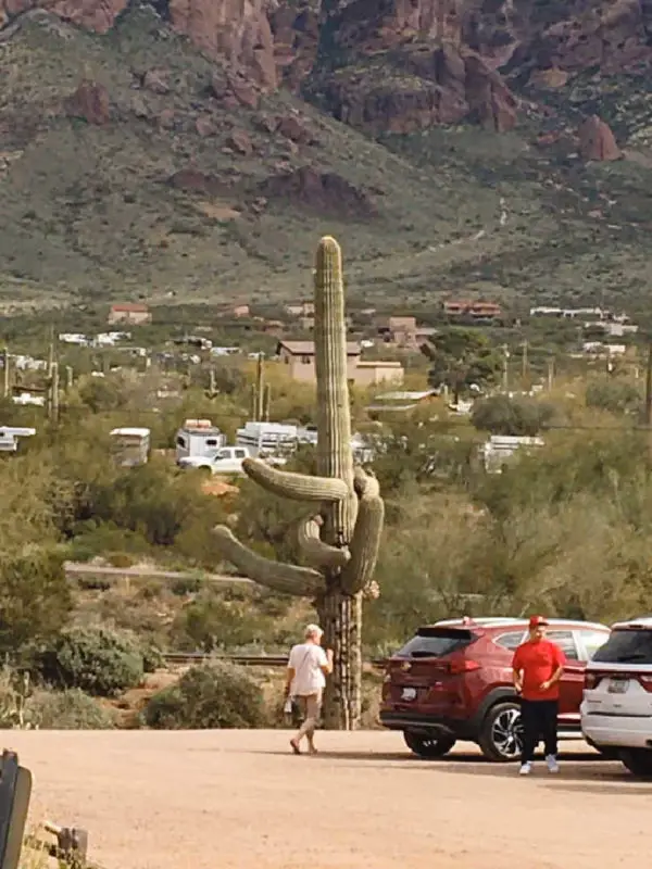 T-Rex Dinosaur Cactus > Step-by-Step Guide To Finding Exact Location