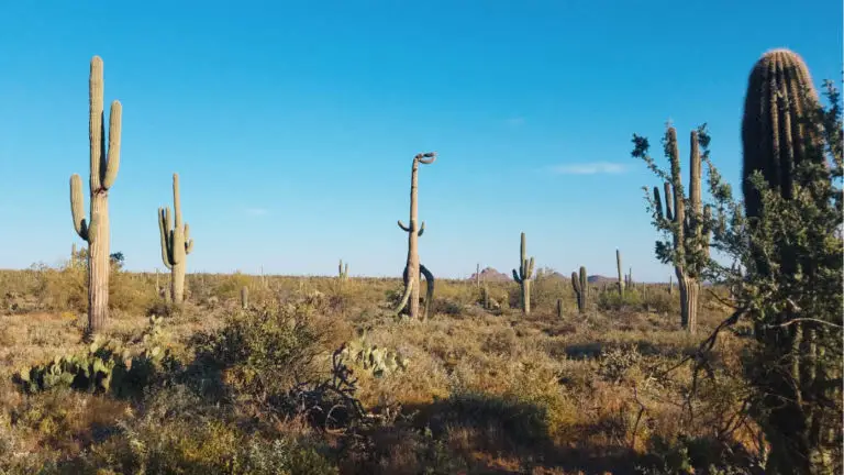 T-Rex Dinosaur Cactus > Step-by-Step Guide To Finding Exact Location