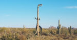 T-Rex Dinosaur Cactus | Step-by-Step Guide To Finding Exact Location