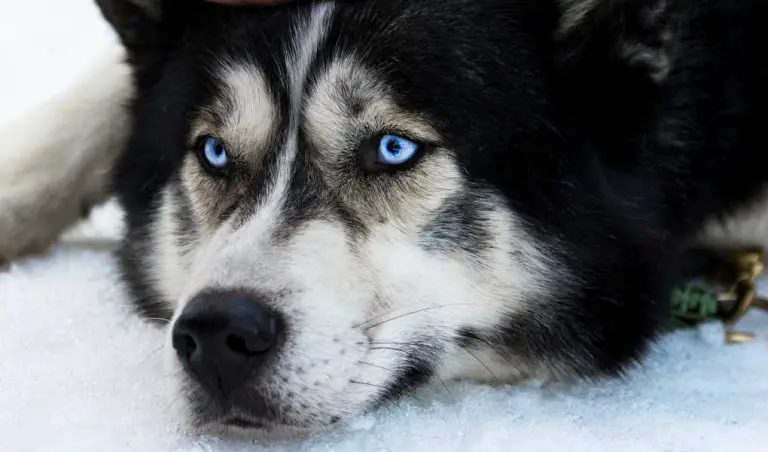 4 Best Dog Sledding Adventures in Jackson Hole Wyoming