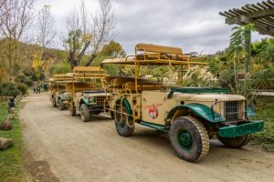 5 Best Drive-Through Safaris in the USA