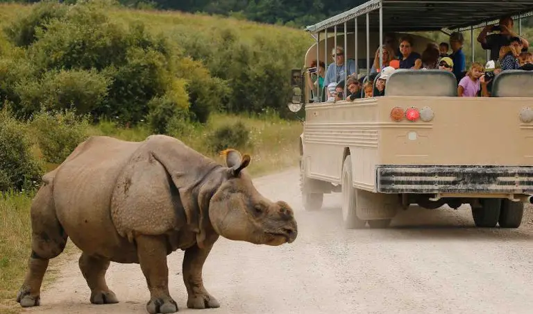 5 Best Drive-Through Safaris in the USA