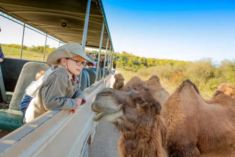 5 Best Drive-Through Safaris in the USA