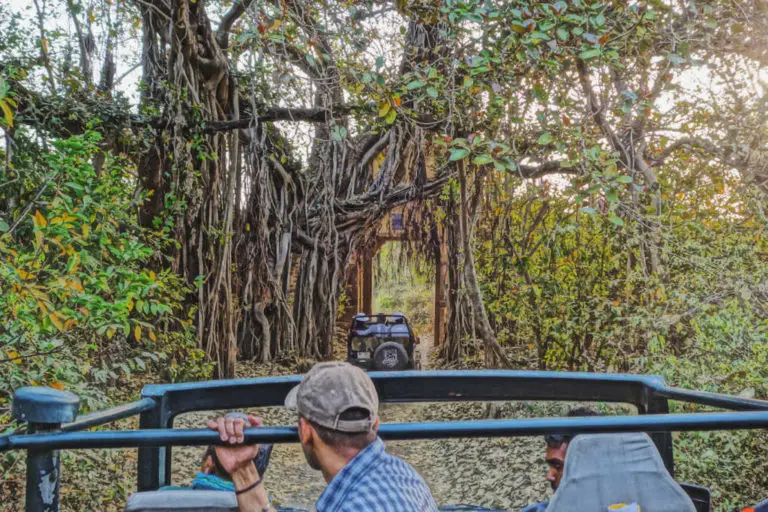 7 Things to Know Before Visiting Ranthambore Tiger Reserve