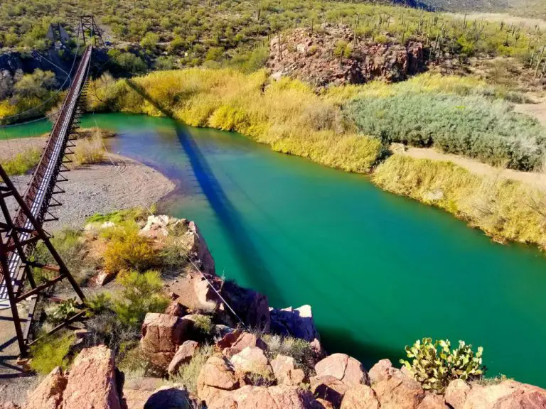 Arizona's Climbing Cactus - Here's the Exact Location 🌵📌