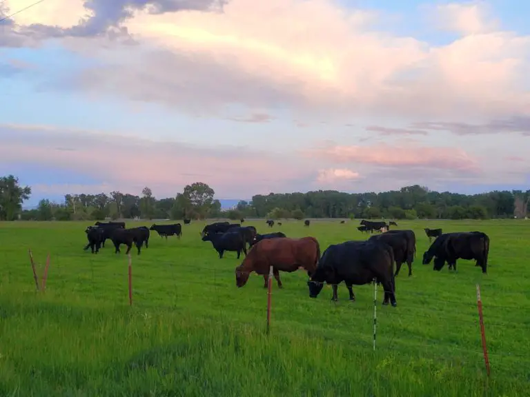 The Search for America’s Best Grass-Fed Beef