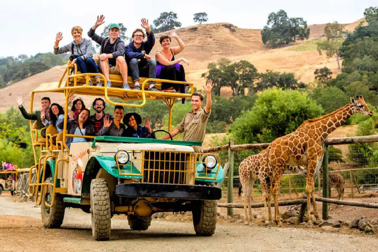 Best Safaris Near Me - Drive-through Safaris in the US