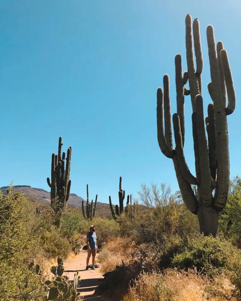 12 Funny and Unique Cacti in Arizona and How to Find Them
