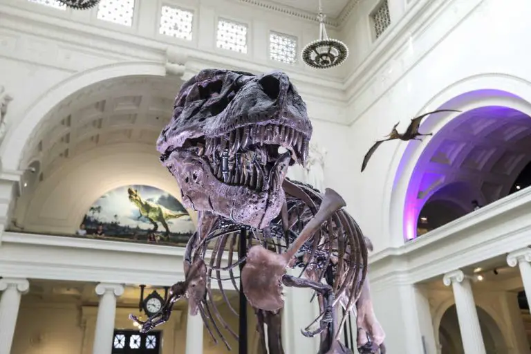 Quick Guide: Chicago Museums With Dinosaurs - Life Finds a Way
