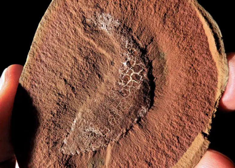 Quick Guide: Chicago Museums With Dinosaurs - Life Finds a Way