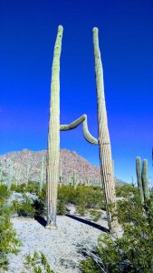12 Funny and Unique Cacti in Arizona and How to Find Them
