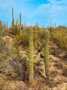 12 Funny and Unique Cacti in Arizona and How to Find Them