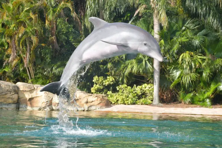 Discounted SeaWorld Tickets For All Theme Parks