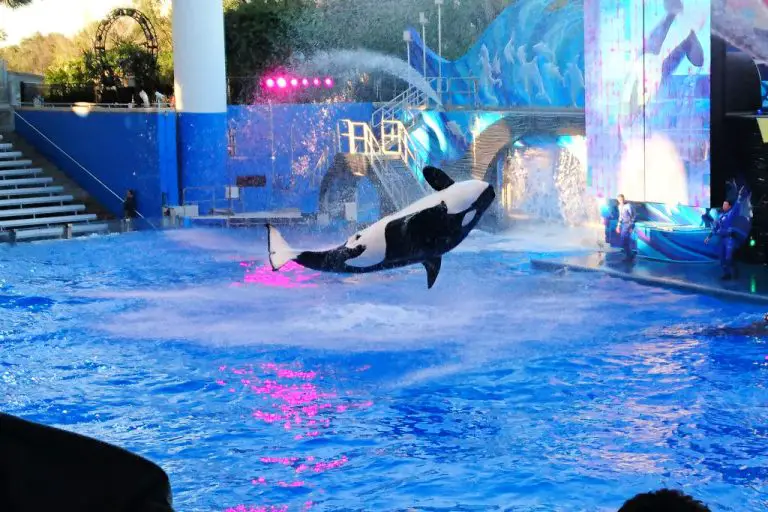 Discounted SeaWorld Tickets For All Theme Parks