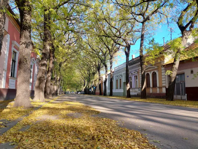 Kikinda Owl Safari 🦉 Everything You Need to Know