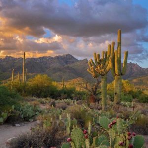 12 Funny and Unique Cacti in Arizona and How to Find Them