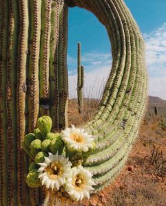 12 Funny and Unique Cacti in Arizona and How to Find Them