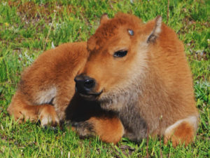 What Are the Big Five of Yellowstone? - Animals