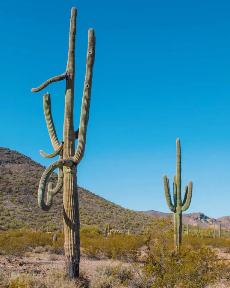 12 Funny and Unique Cacti in Arizona and How to Find Them