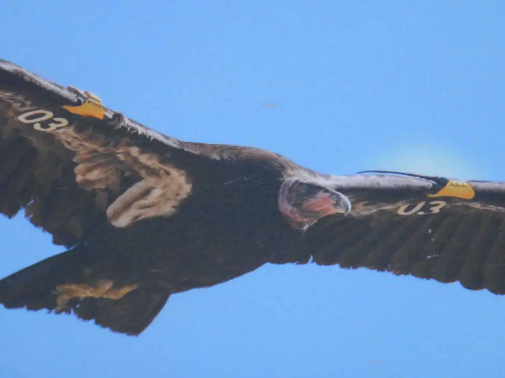 Vermilion's Condor Viewing Site - Everything You Need to Know